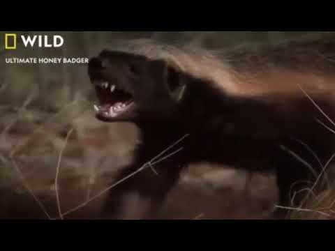 honey badger meaning | Vocabulary for Kids | Children's Dictionary | Learn English Vocabulary