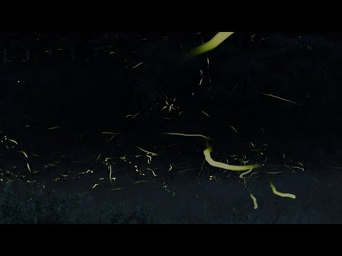 With festival cancelled by virus, Japan fireflies dance alone | AFP