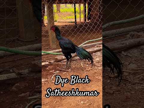 @DyeblackSatheeshkumar #kattuseval #breeder #nfs #trending #indiashort #roosterlove #sandaikozhi