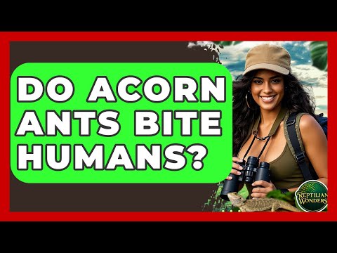 Do Acorn Ants Bite Humans? - Reptilian Wonders