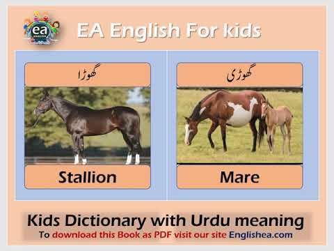 Stallion Mare Meaning in Urdu Hindi Definition Pronounce Pronunciation of - Picture Dictionary