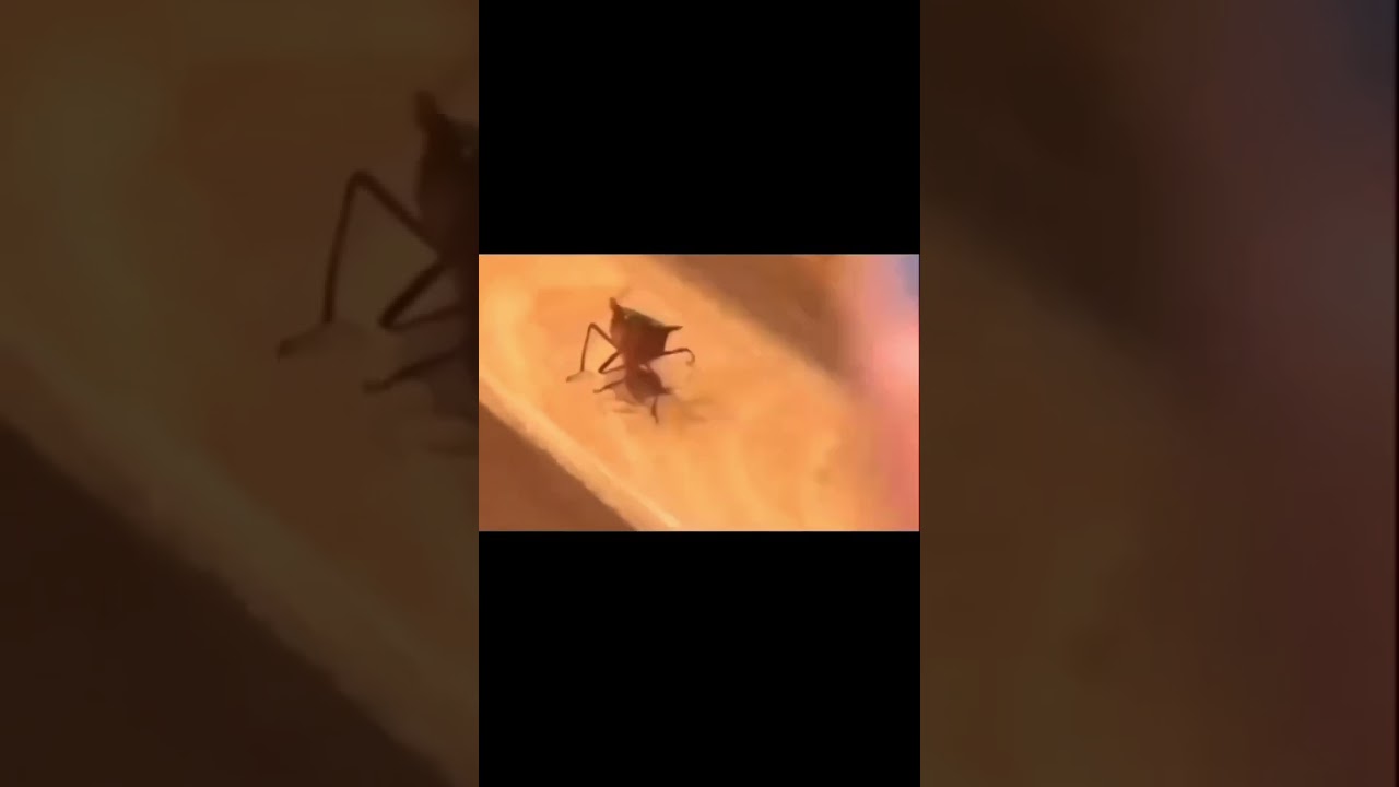 Bug waving at you #memes #bug