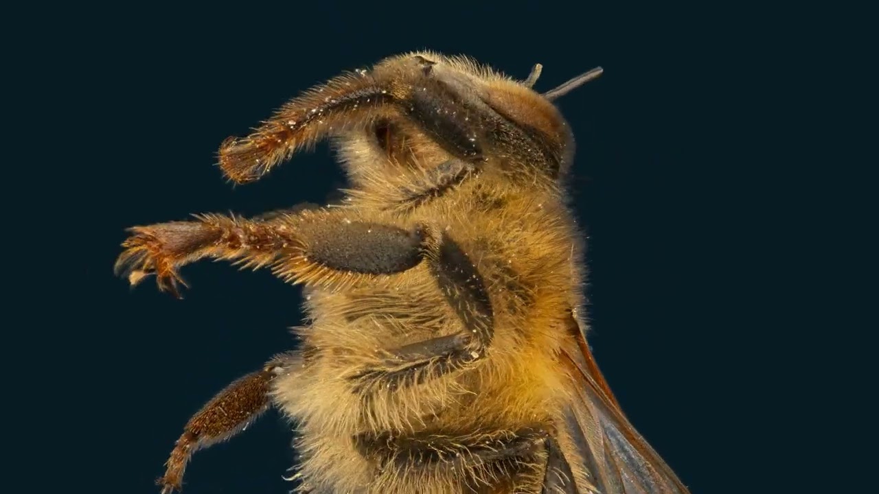 macroscan of a Honeybee