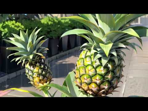 Garden Answer: Pineapple - Ananas Comosus (Rain Background - Whitenoise for Better Sleep & Focus)