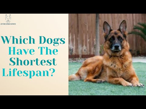 Which Dog Breeds Have The Shortest Lifespan?