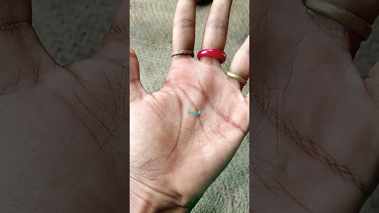 i found it in the garden beautifulinsects #insects #acapella#anyuniqueanimals