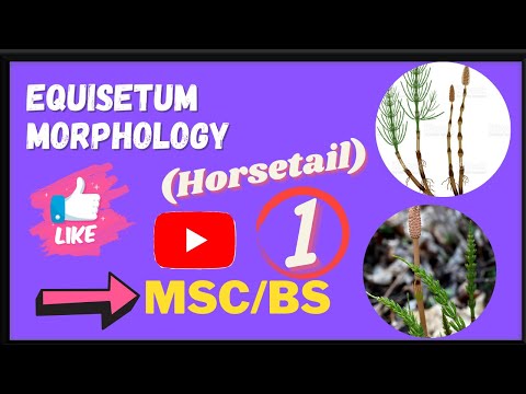 Equisetum introduction and morphology Urdu/Hindi by Mushtaq Saqib