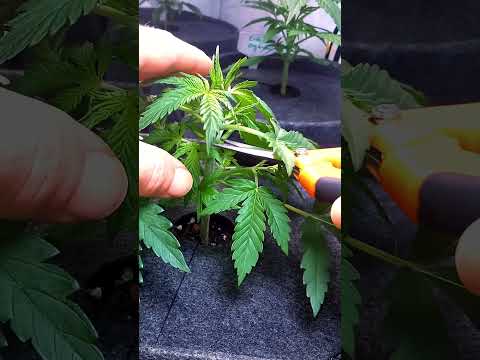 Autoflower Topping