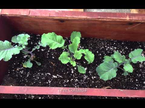 4 Student Projects Tackling Food System Change