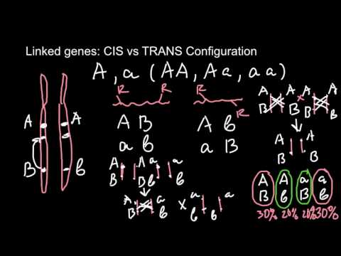 Linked genes: CIS vs TRANS Configuration