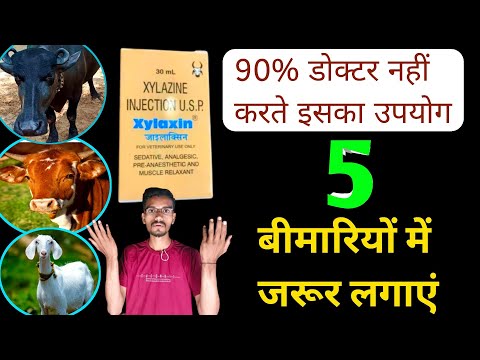 Xylazine Injections - Xylaxin Injections Latest Price, Manufacturers ...