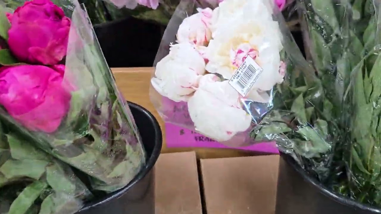 Trader Joe Peony flowers