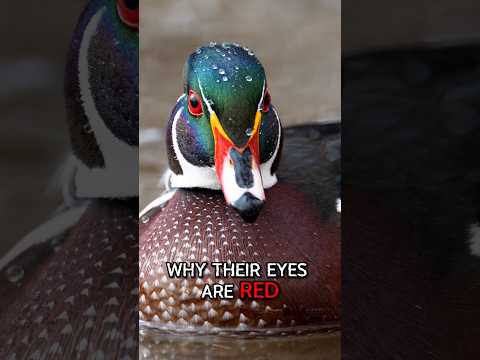 ππ§‘LEARN ABOUT WOOD DUCKS!π§‘π#wildlifefacts #wildlifephotographer
