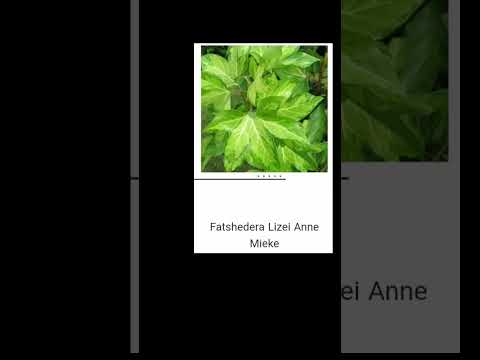 FatshederaLizeiAnne Mieke|Learning the names of flowers along with their pictures and pronunciation