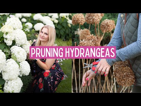 Master Pruning Techniques for Hydrangea Anabelle & More | Garden with Marta