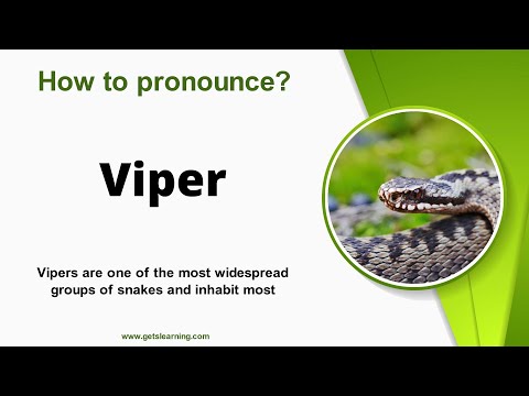 How to pronounce Viper in English correctly