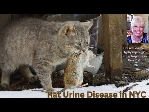 Rat Urine Disease in NYC A Rising Threat