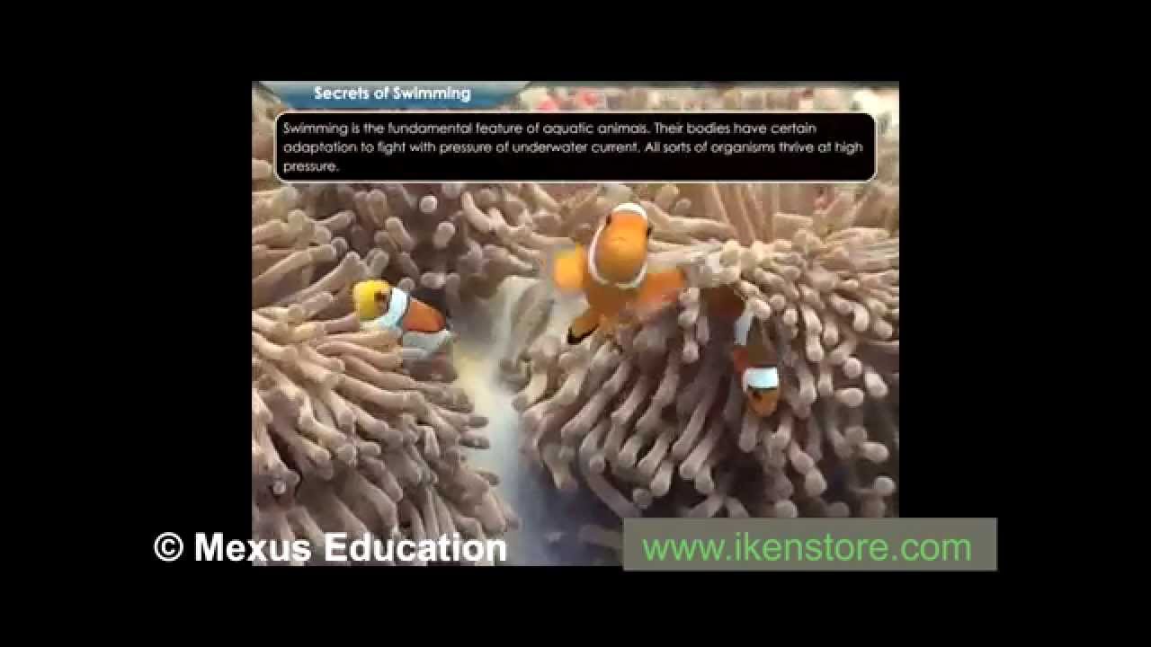 Marine Ecosystem | Iken Edu