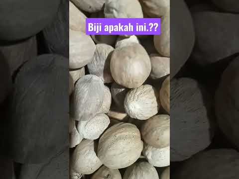biji pala super #shorts