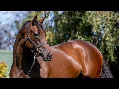 Lot 353 Alpine Eagle x Step the Pedal, Filly from Armidale Stud