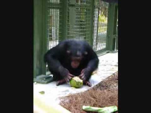 how apes learned to make fire | Cyberwaves's Blog