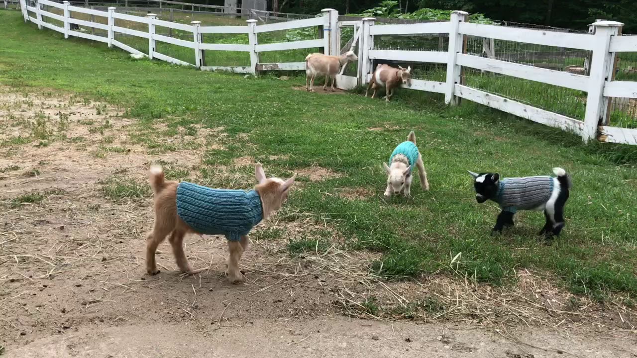 Just a tiny taste of goat sweetness (in sweaters)