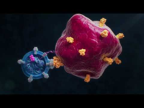 Towards a synthetic immune effector cell.