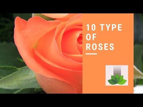 type of roses - types of roses | rose varieties | names rose colors | names of flowers
