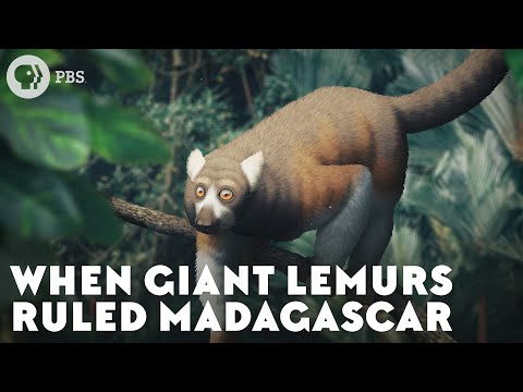 Extinct giant lemurs of Madagascar | Dear Kitty. Some blog