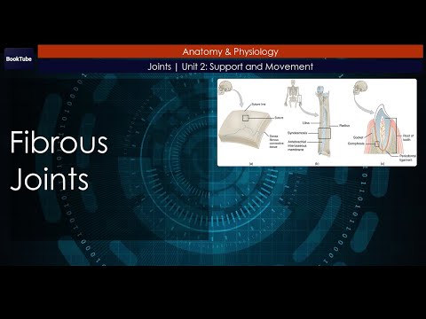 Fibrous Joints | Joints | Unit 2: Support and Movement