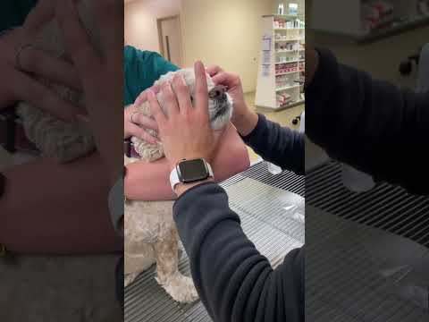 Skill #39 Schirmer Tear Test