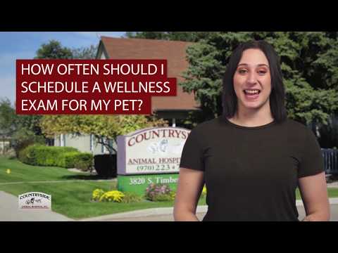 What Is a Pet Wellness Exam? | Countryside Animal Hospital in Fort Collins