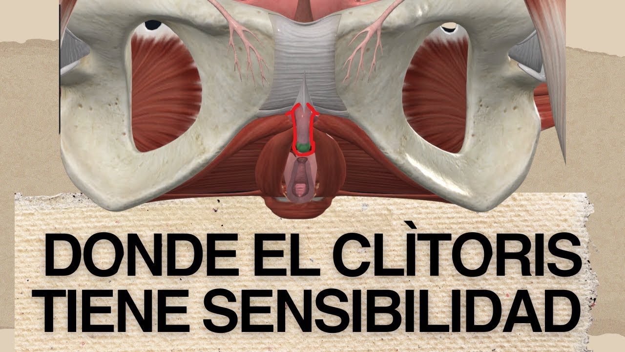 CONOCE LAS DISTINTAS PARTES DEL CLÌTORIS Y DONDE TIENE SENSIBILIDAD