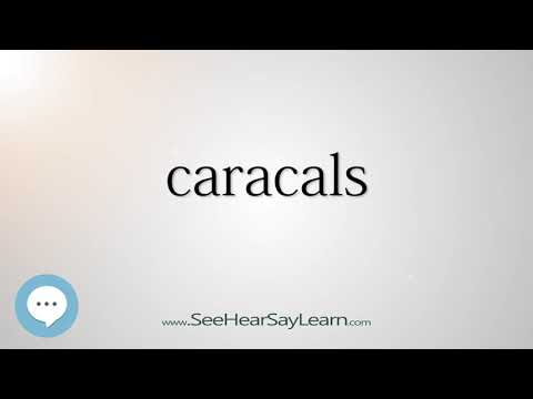 caracals (Every English Word Pronounced) πππ£οΈπβ