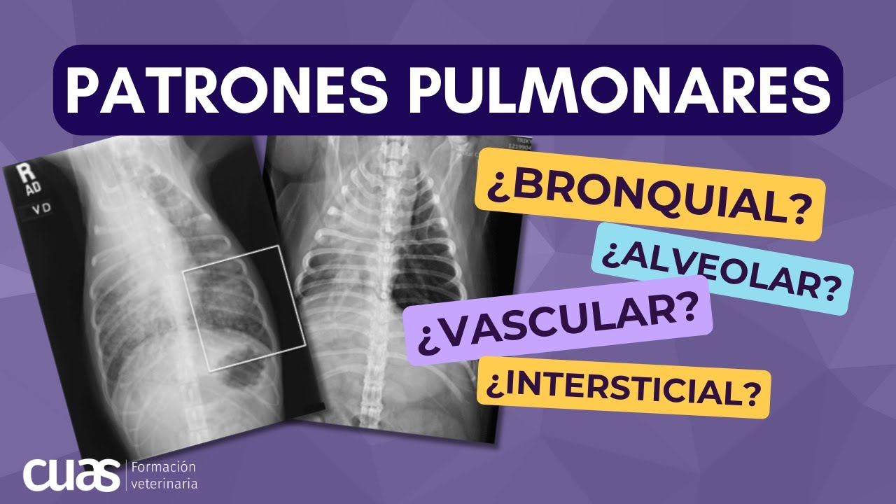 Patrones Pulmonares 🫁 en Radiografía Torácica ☢️ de Pacientes en Veterinaria de Pequeños