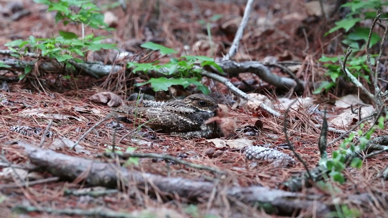 Chuck-will's-widow Nestlings Emerge at Dusk