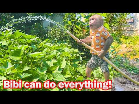 Bibi harvests squash and water the vegetable garden to help Uncle Phong!