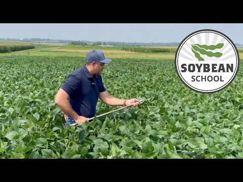 Soybean School: Soil testing for cyst nematode