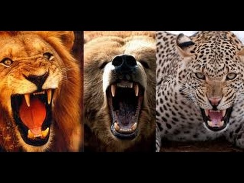 Daniels Vision of Four Beasts
