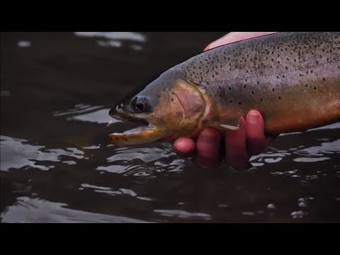 ORVIS - Advanced Nymphing Tactics - When Indicators Work