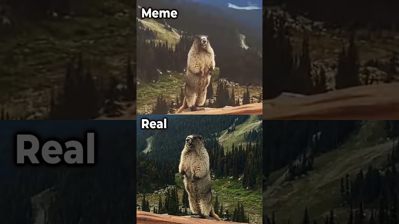 Screaming Beaver | Meme Vs Real #animals #funny #memes