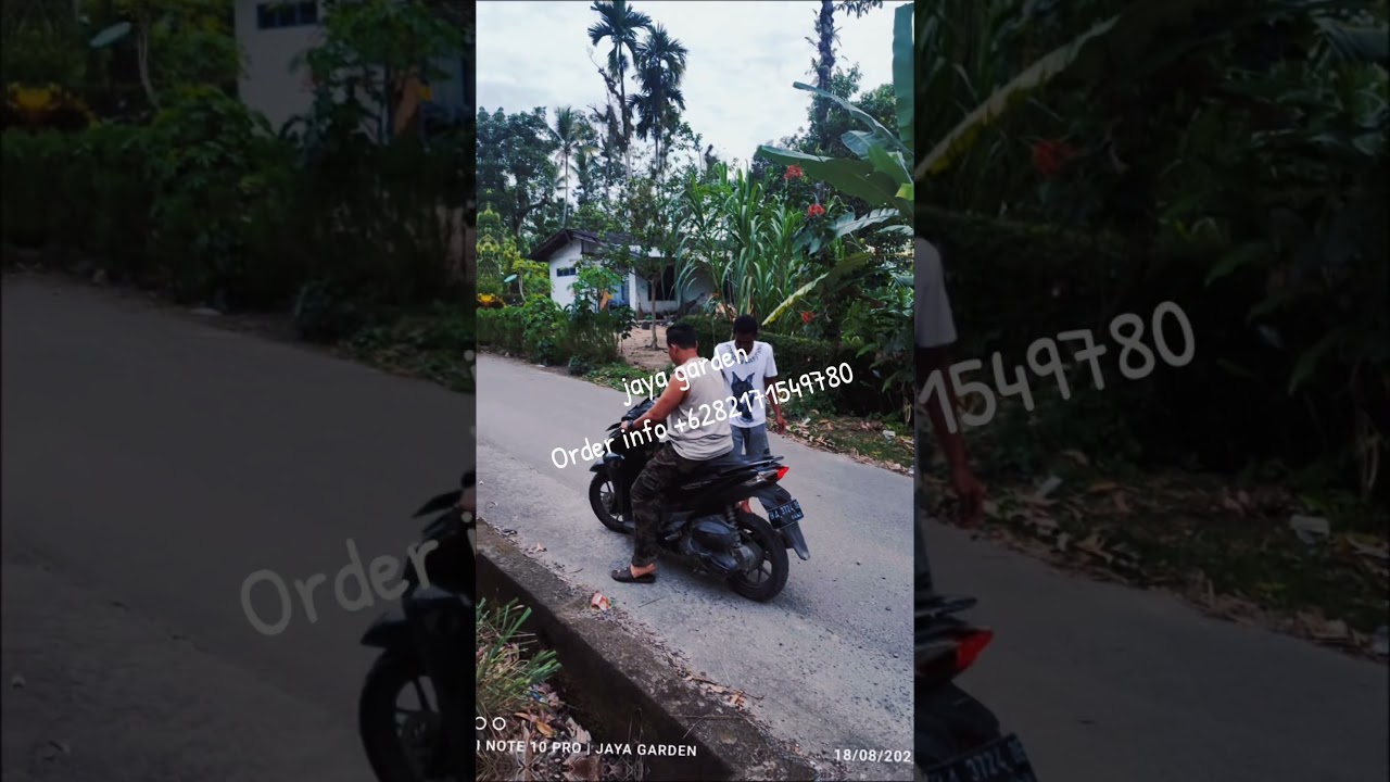 Bougenville import mix ready stok #bougenville