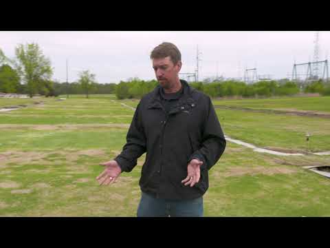 Painting Turfgrass