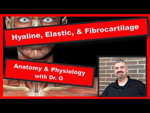 Types of Cartilage (Hyaline, Fibrocartilage, and Elastic Cartilage): Anatomy and Physiology