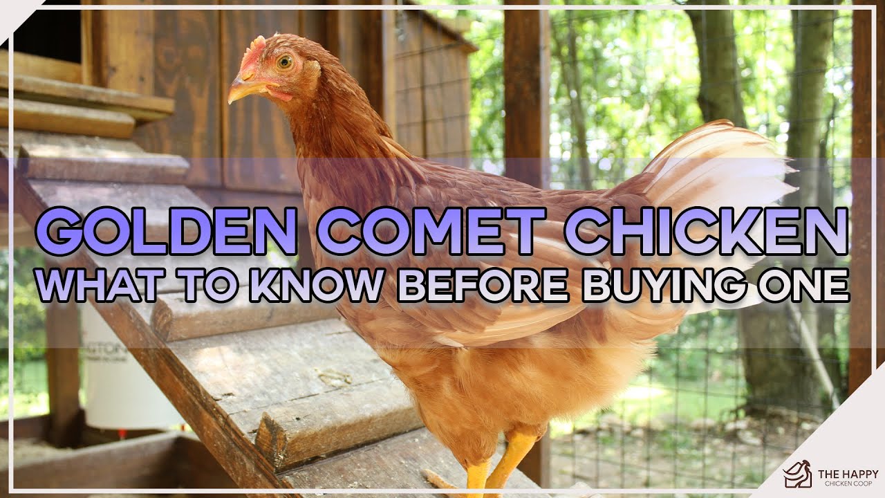 Golden Comet Chicken: What to Know Before Buying One