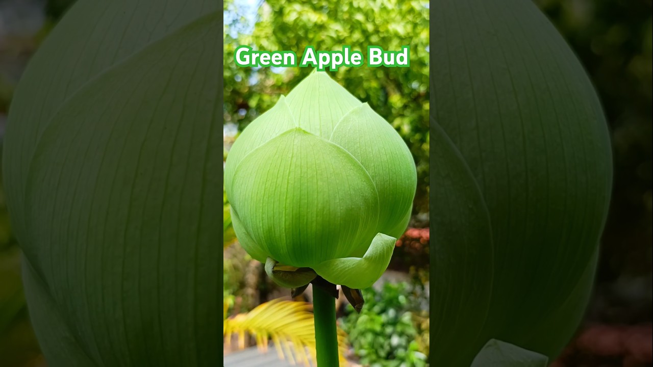 Green apple lotus 💚🪷 #shorts #green #lotus #garden #home #ytshorts #lotusflower