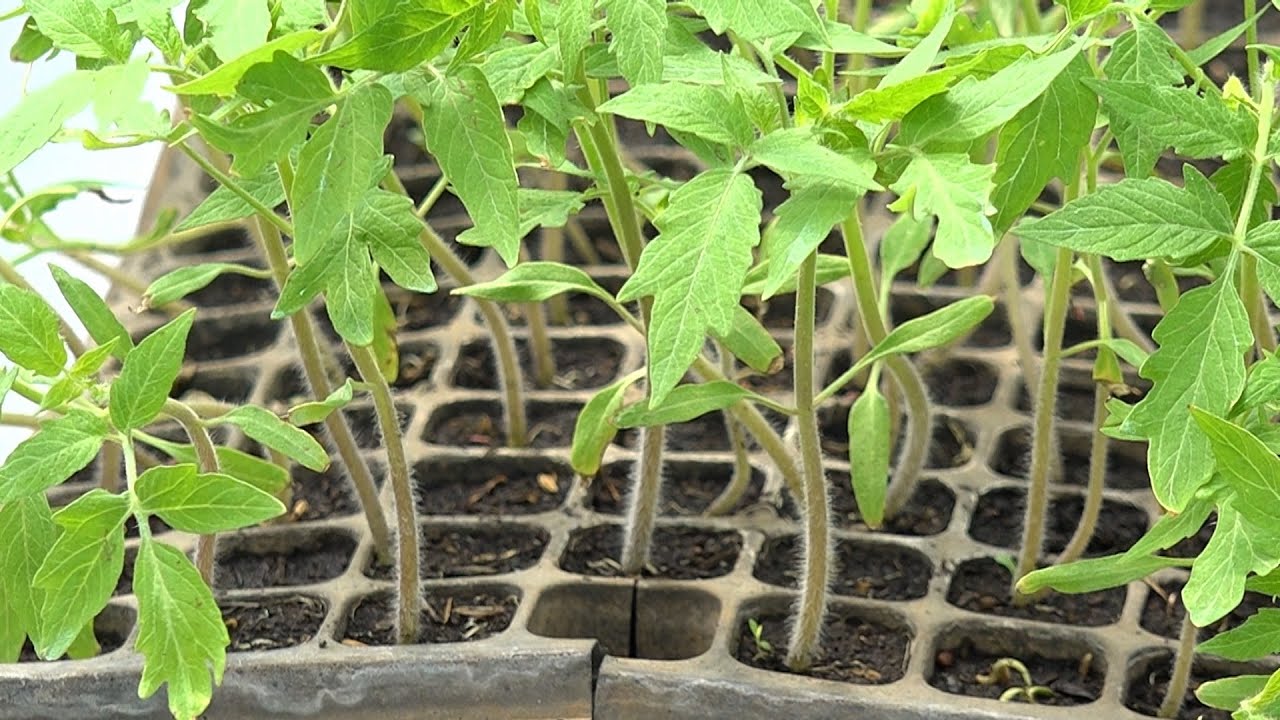 Productores mejorarán técnica para cosechar variedad de tomate