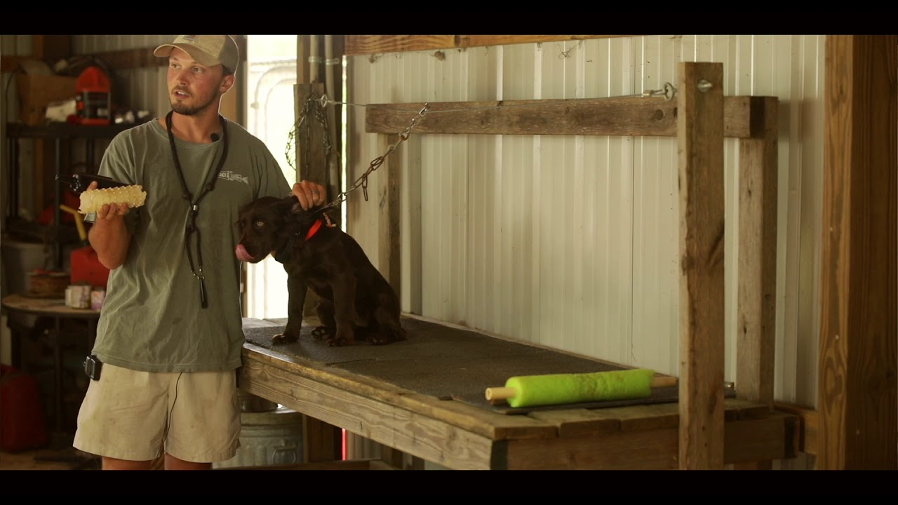 Force Fetching a Boykin Spaniel Part 2
