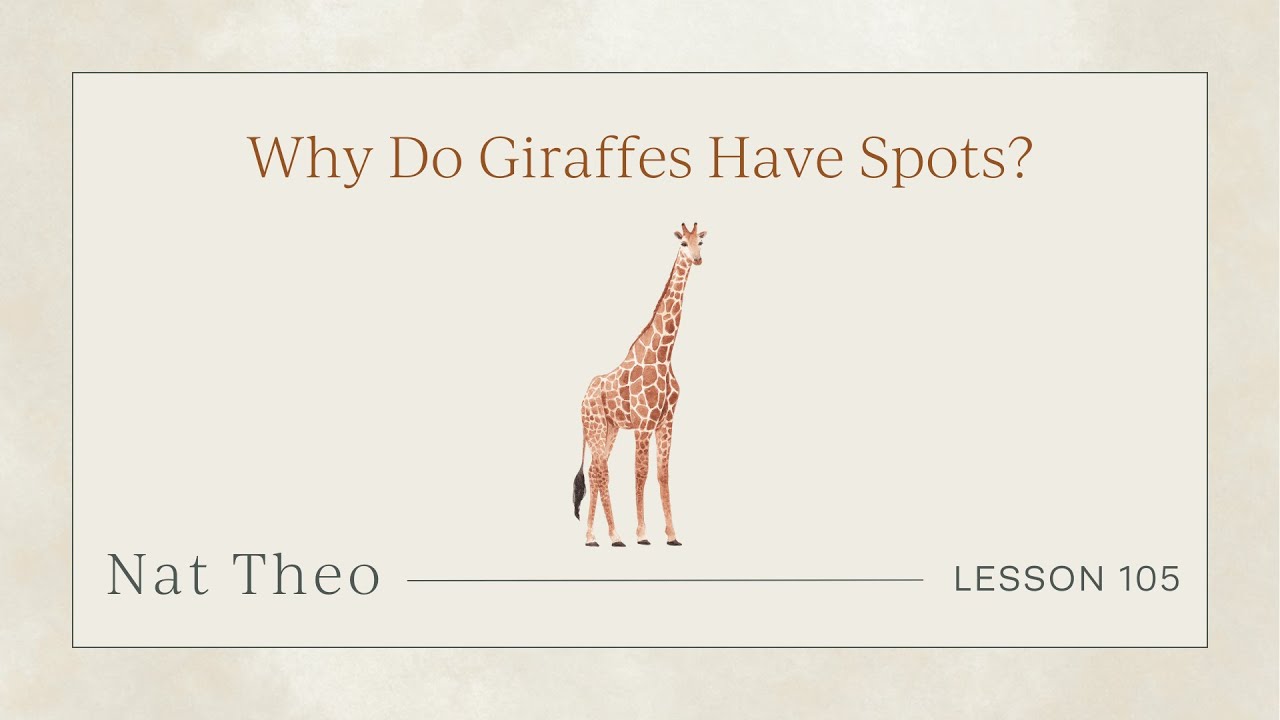 Why Do Giraffes Have Spots? Lesson 105