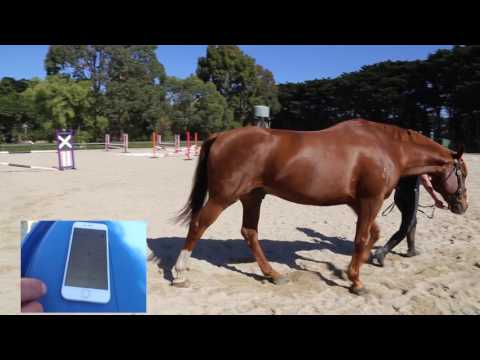 Using a metronome in horse training with Andrew McLean